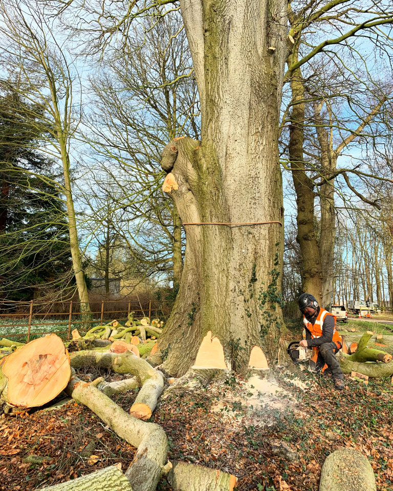 Atkinson Arb - Professional Tree Surgery - Lincolnshire