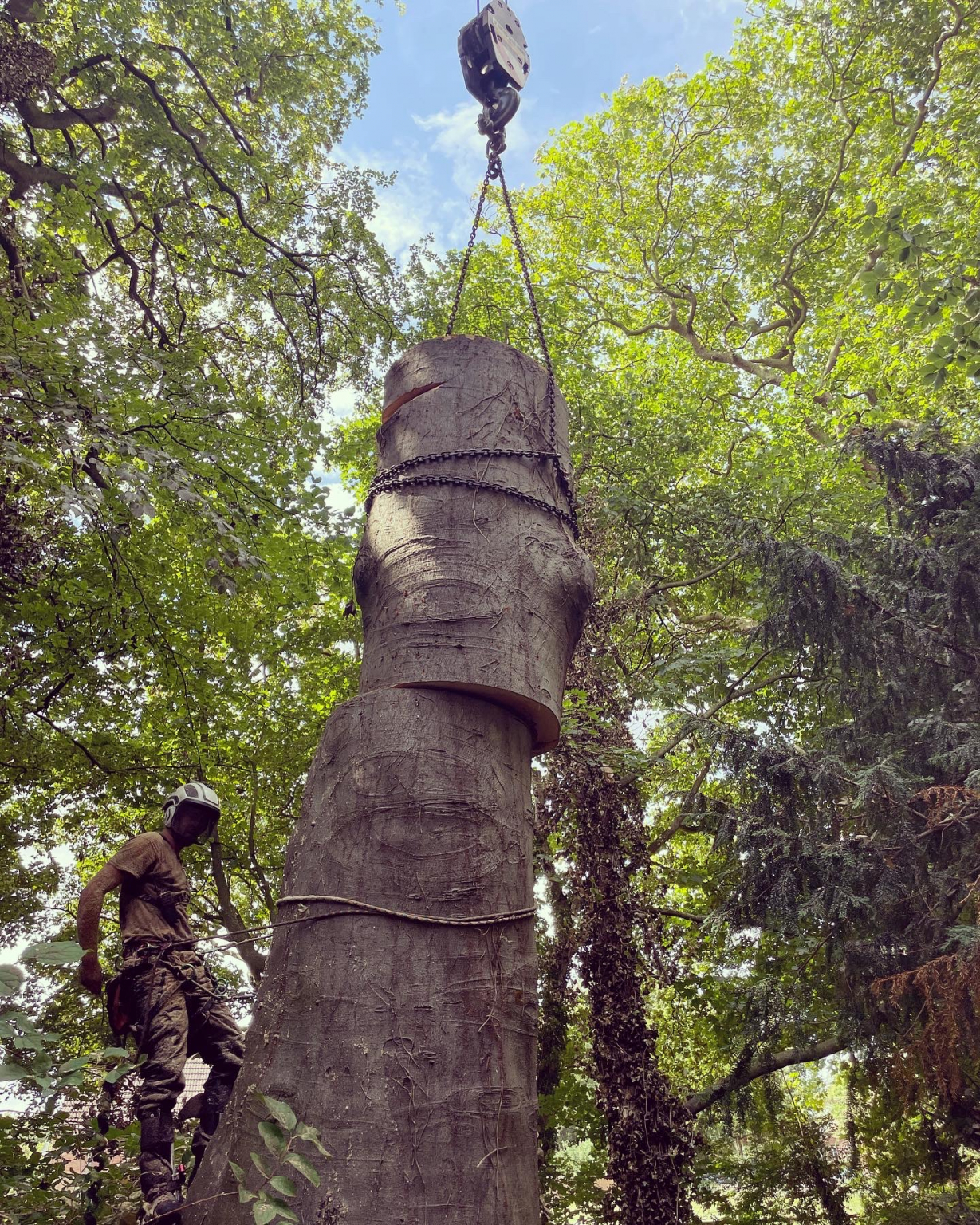 Atkinson Arb - Professional Tree Surgery - Lincolnshire