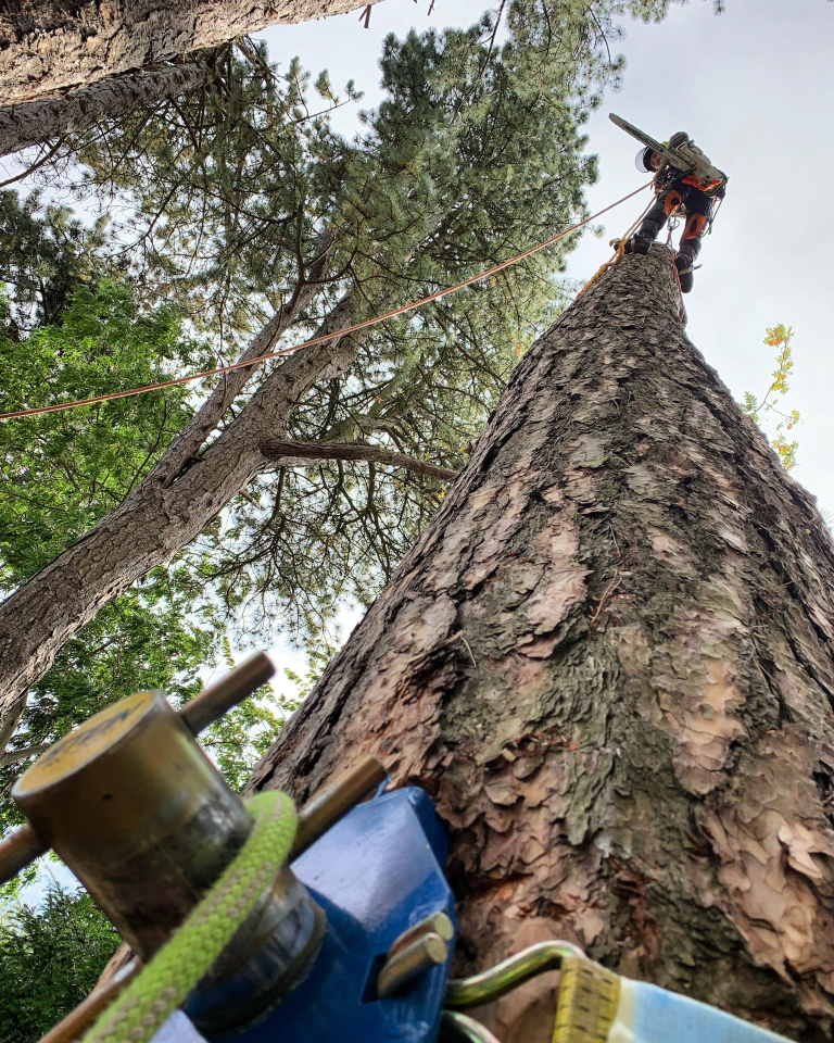 Atkinson Arb - Professional Tree Surgery - Lincolnshire